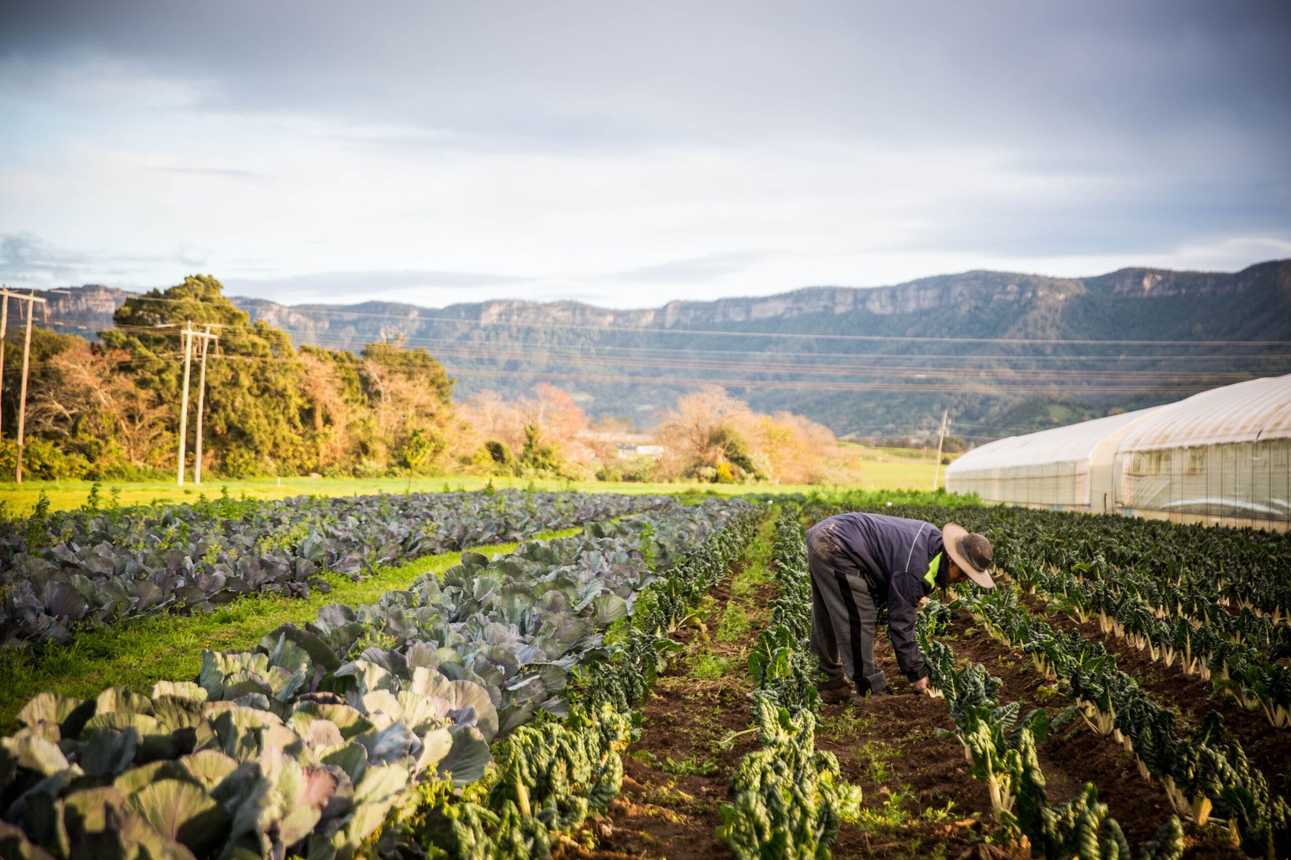 Buying sustainably & ethically produced food | Food Fairness Illawarra