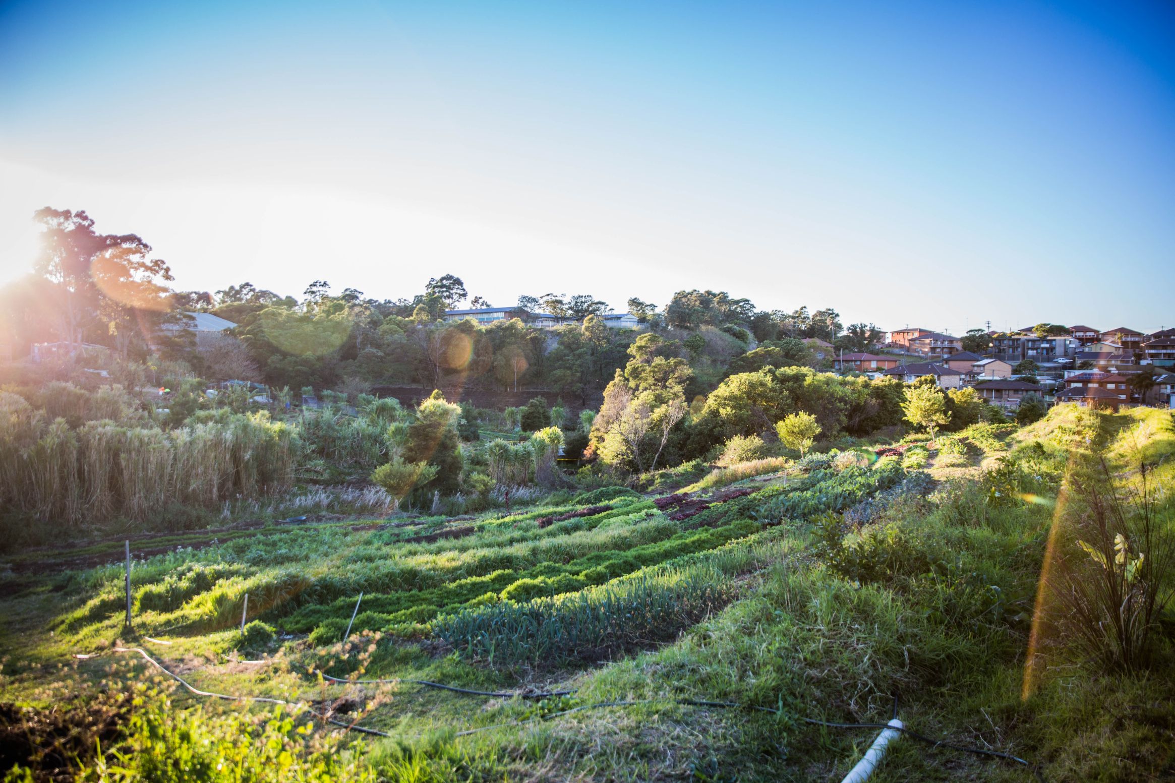 Buying sustainably-farmed vegetables | Food Fairness Illawarra