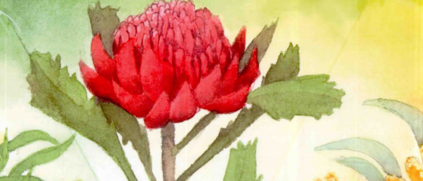 The Time of Ngoonungi – Murrai’yunggory | Food Fairness Illawarra